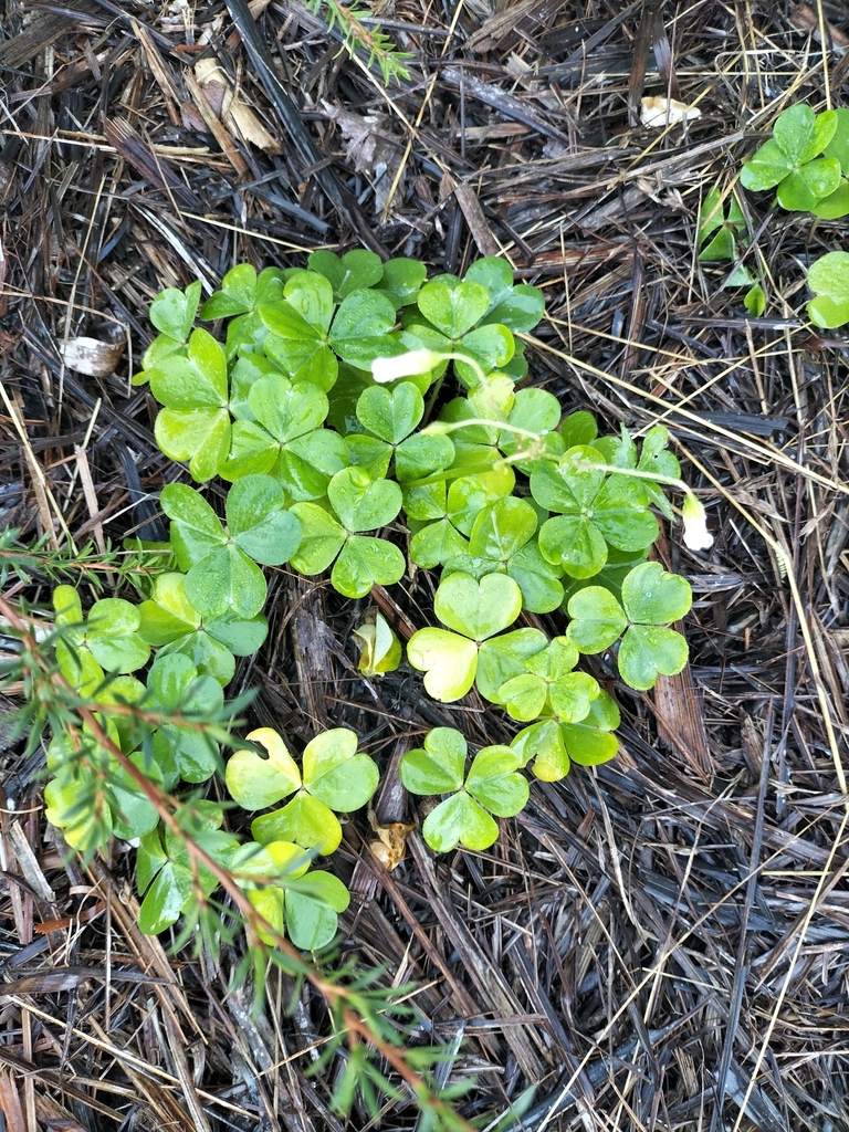 Largeflower pink-sorrel from Woombye QLD 4559, Australia on August 7 ...