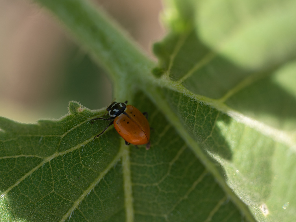 Convergent Lady Beetle from 11255 E M.L.K. Jr Blvd, Denver, CO 80238 ...