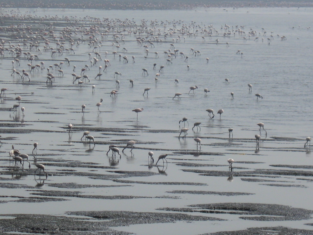 Lesser Flamingo in April 2009 by Mr. Abhay Suresh Hule, Ph.D. in ...
