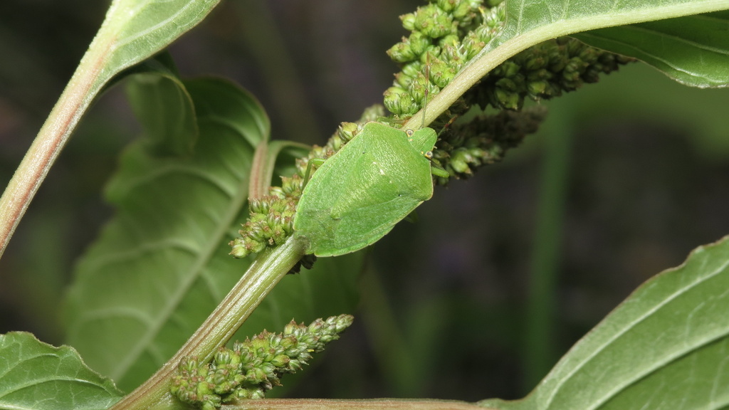 Southern Green Stink Bug from Carrer de Pamplona, Barcelona, Barcelona ...