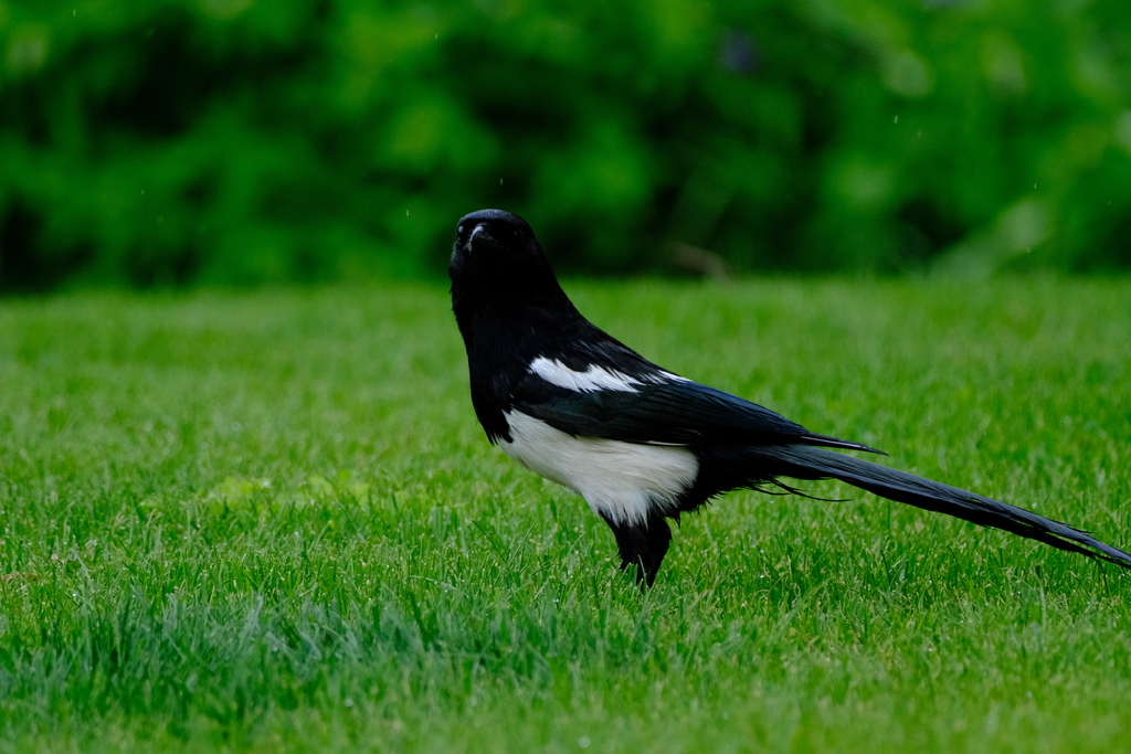 Black-billed Magpie from Lake Louise, AB, Canada on June 18, 2023 at 12 ...