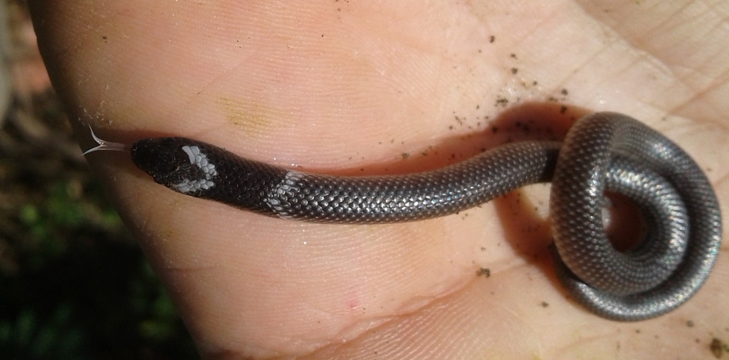 Snakes from Beersheba Project, Senegal on November 19, 2018 at 11:39 AM ...