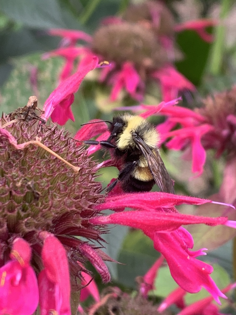 Rusty-patched Bumble Bee in August 2023 by Alana Kallio. 1st rusty ...
