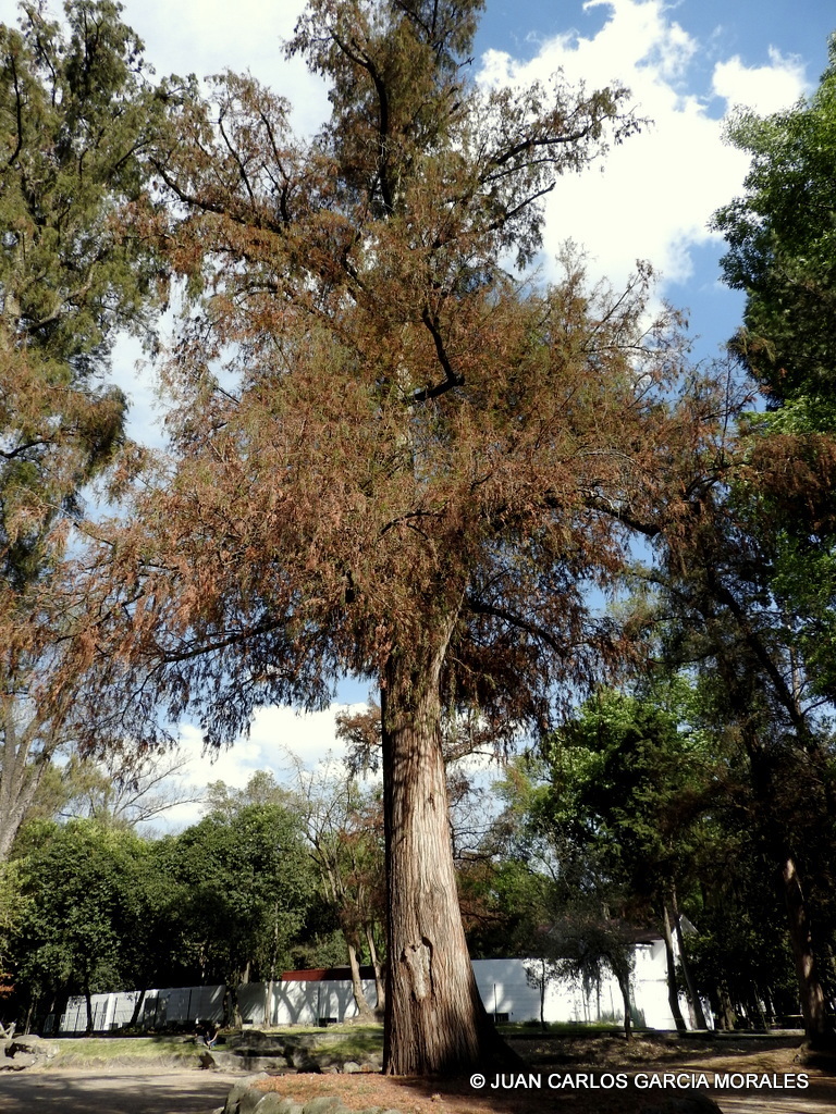 Montezuma cypress from Bosque de Chapultepec I Secc, Ciudad de México ...