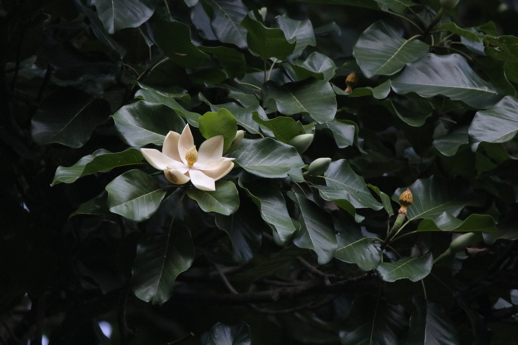 magnolias from Atoyac de Álvarez, Gro., MX on April 18, 2022 at 08:07 ...