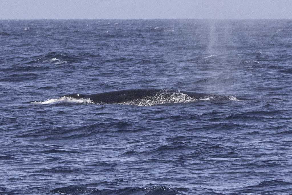 Fin Whale in August 2023 by Van Pierszalowski · iNaturalist