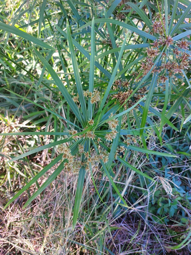 Madagascar umbrella papyrus from South Trees QLD 4680, Australia on ...