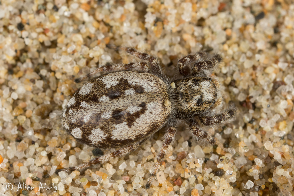 Intertidal Jumping Spider from Oso Flaco dunes, San Luis Obispo County ...