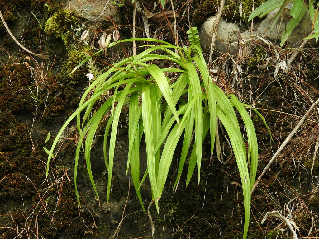 Bletilla formosana from 台灣台中市 on August 1, 2023 at 12:44 PM by shiaokao ...