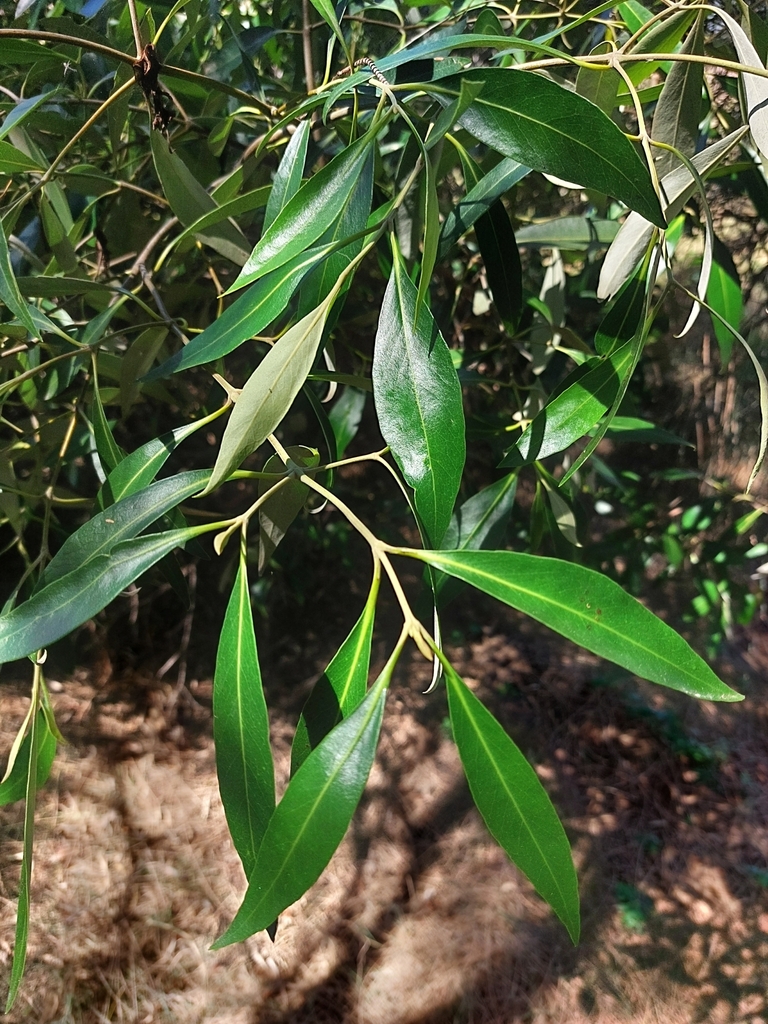 Grey Mangrove from Barney Point QLD 4680, Australia on August 7, 2023 ...