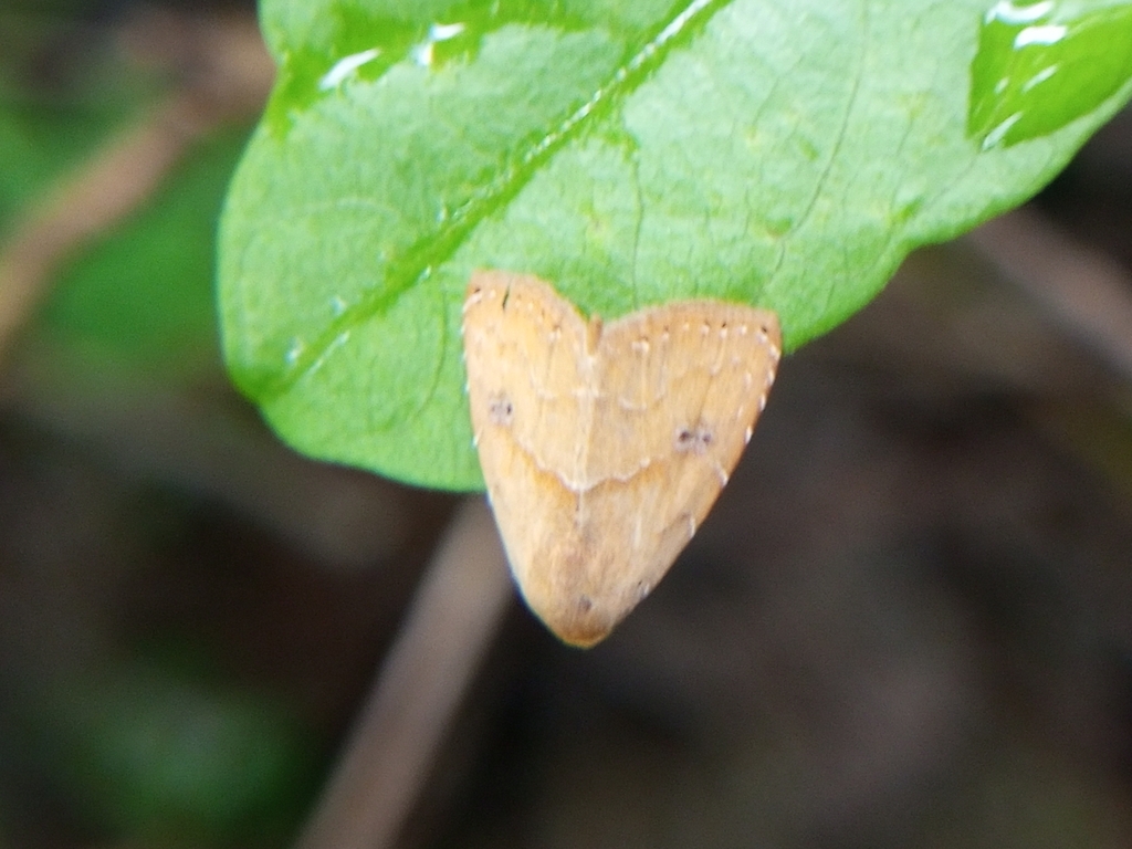 Rivula bioculalis from Pulikurumba on August 6, 2023 at 04:51 PM by ...