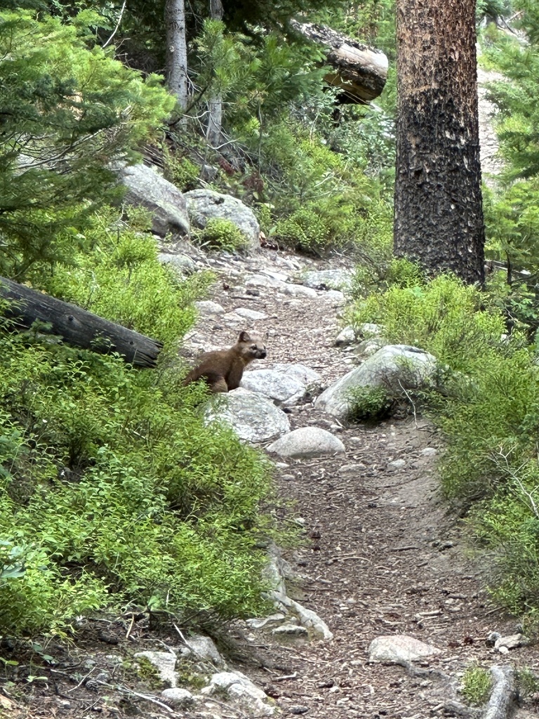 Pacific Marten from Rocky Mountain National Park, Granby, CO, US on ...