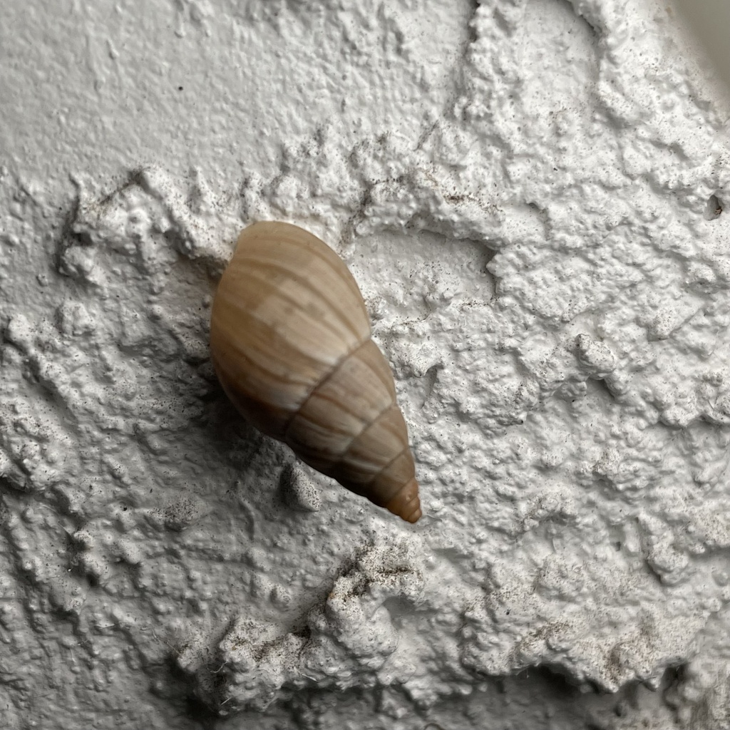 Ghost Bulimulus from E Forest Ave, Tampa, FL, US on August 6, 2023 at ...