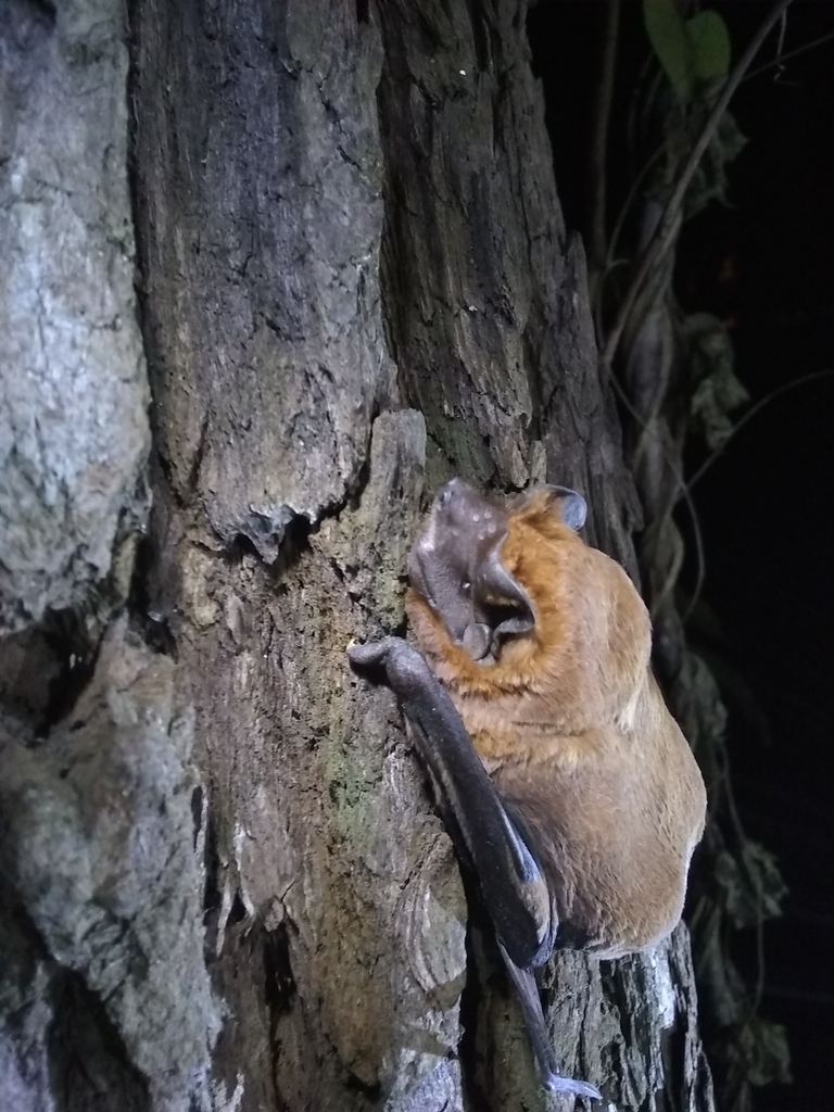 Black Mastiff Bat from paraguay on June 2, 2021 at 06:42 PM by maría ...