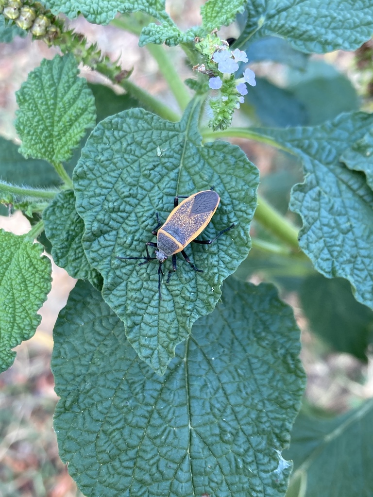 Eastern Bordered Plant Bug from Uvalde, TX, US on August 6, 2023 at 10: ...