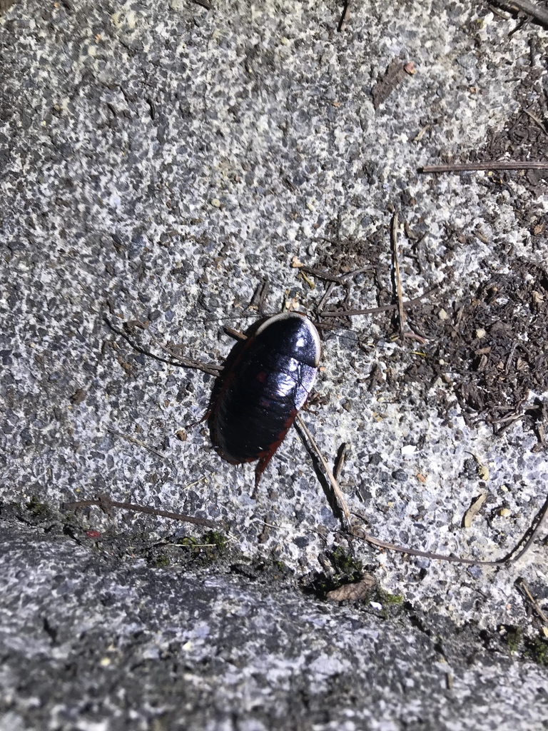 Amphibious Litter Cockroach from New Taipei City, Taiwan on June 29 ...