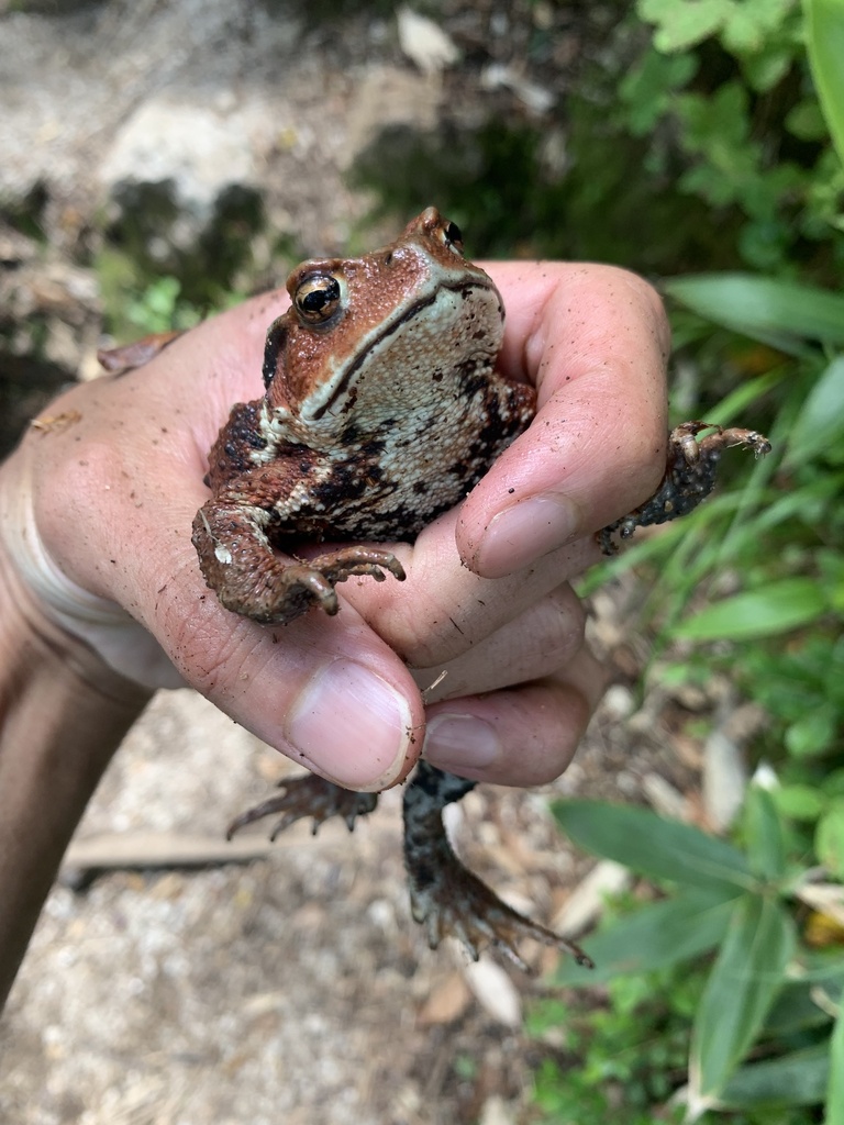 Western Japanese Common Toad from 神城, 北安曇郡白馬村, 長野県, JP on July 28, 2023 ...