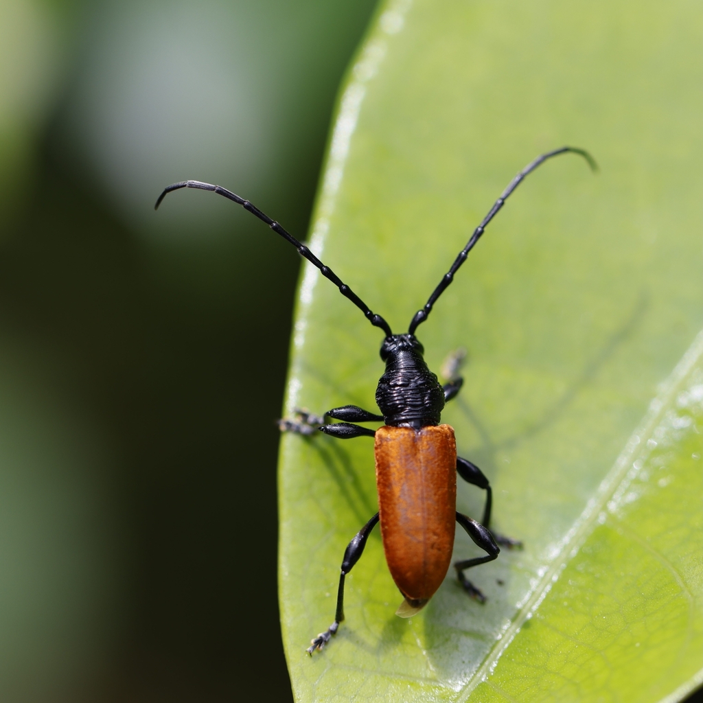 Lachnopterus socius from 952台灣台東縣大天池 on August 7, 2023 at 11:00 AM by ...