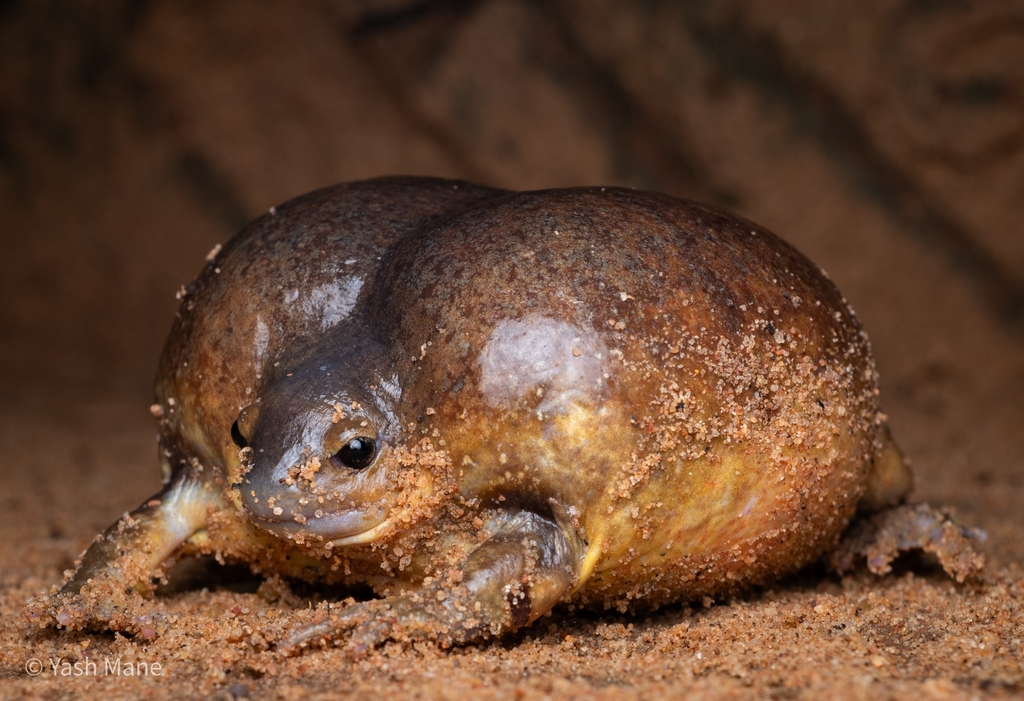 Indian Balloon Frog in June 2023 by Yash Mane · iNaturalist