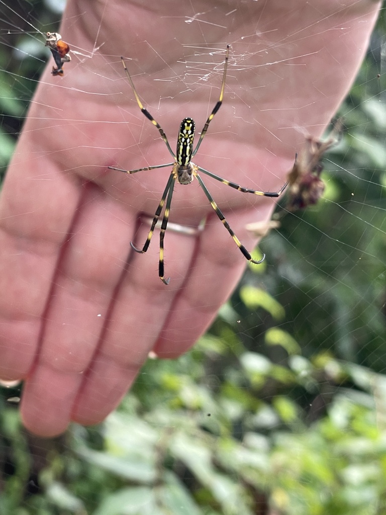 Joro Spider from Oiwa, Aoi, Shizuoka, Shizuoka, JP on August 7, 2023 at ...