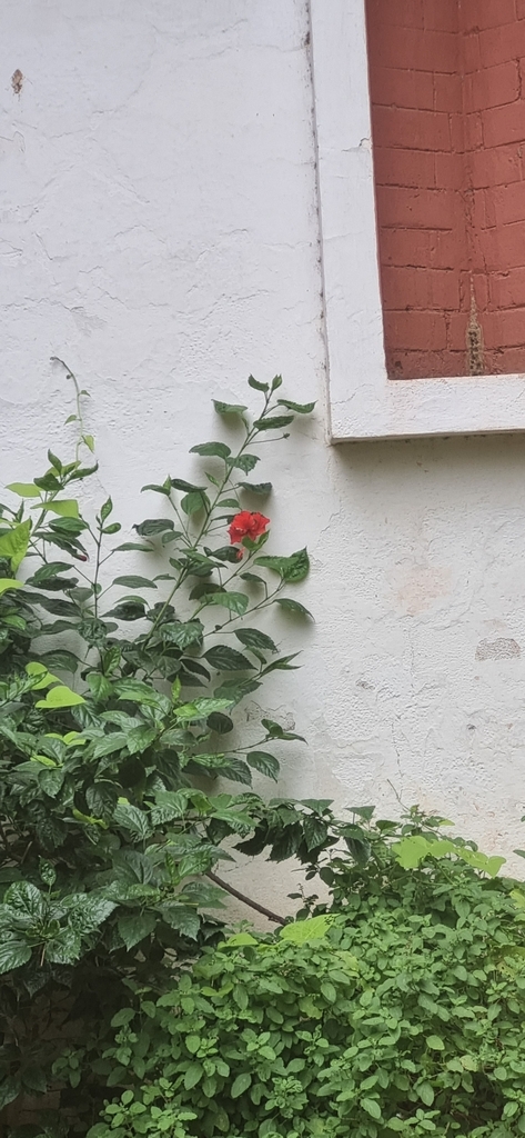 hibiscuses from Jain Upashray (Hira Panna Flats), Roop Nagar, Sarvottam ...
