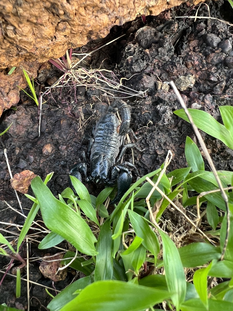 Deccanometrus in August 2023 by Jithesh Pai · iNaturalist