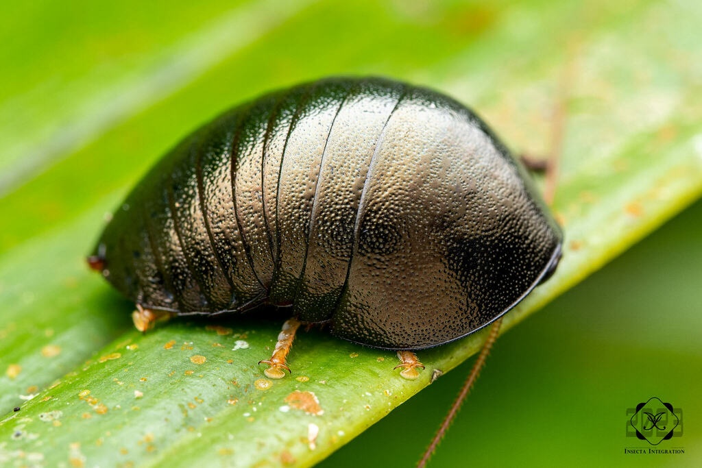 Pill Cockroaches from 马来西亚沙巴昆達山 on July 20, 2023 at 07:51 PM by Winsten ...