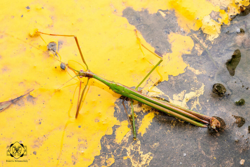 Stick Insects from Kinabalu Park, Ranau, Sabah, 马来西亚 on July 20, 2023 ...