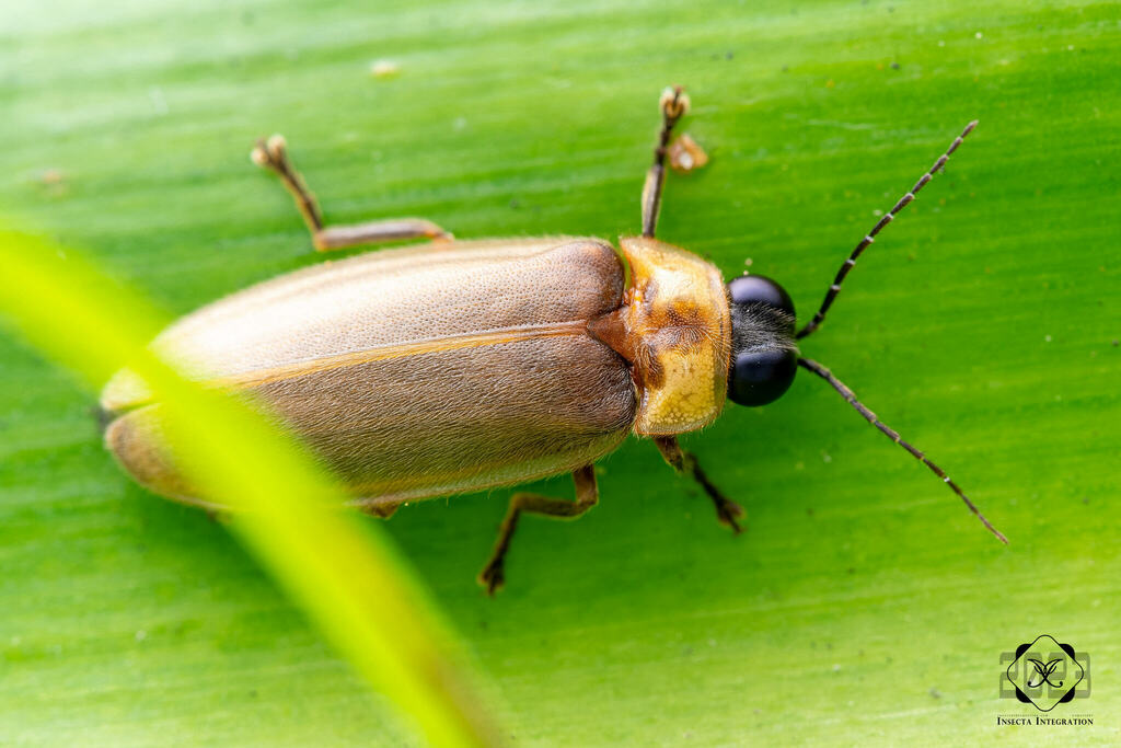 Pygoluciola from 马来西亚沙巴昆達山 on July 20, 2023 at 08:38 PM by Winsten ...