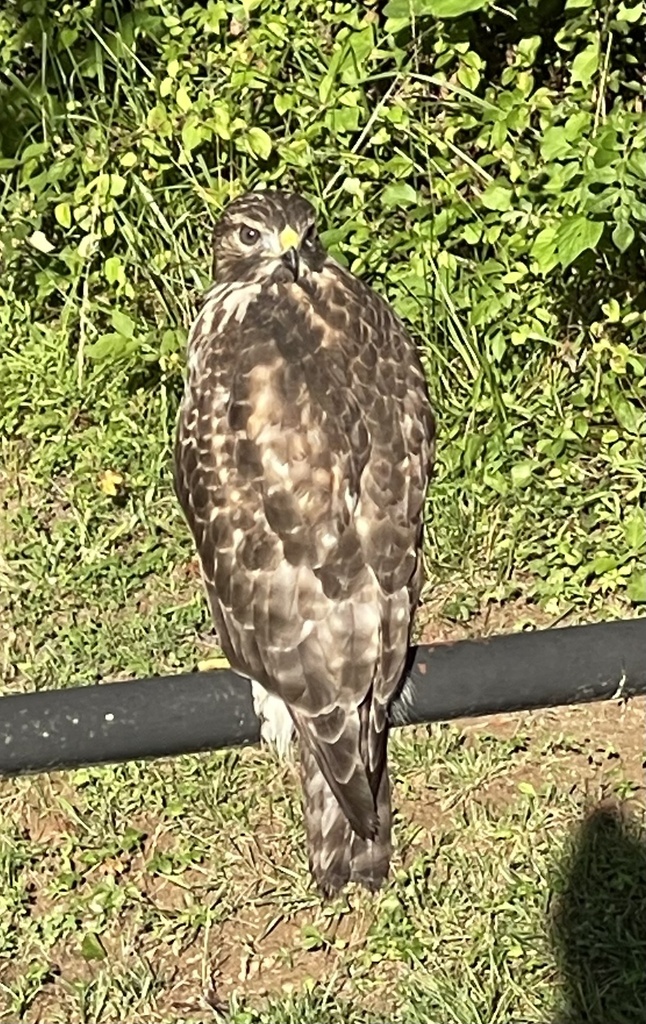 Red-shouldered Hawk from Barkley Gate Ln, Fairfax, VA, US on June 25 ...