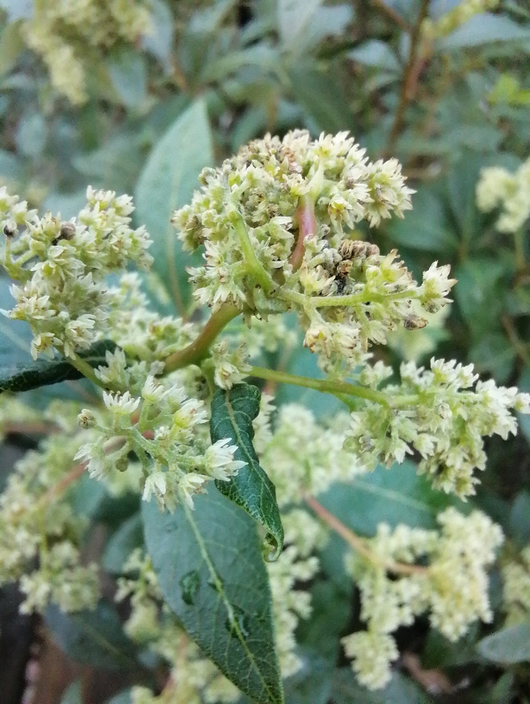 Wild currant from Overberg, Western Cape, South Africa on July 31, 2023 ...