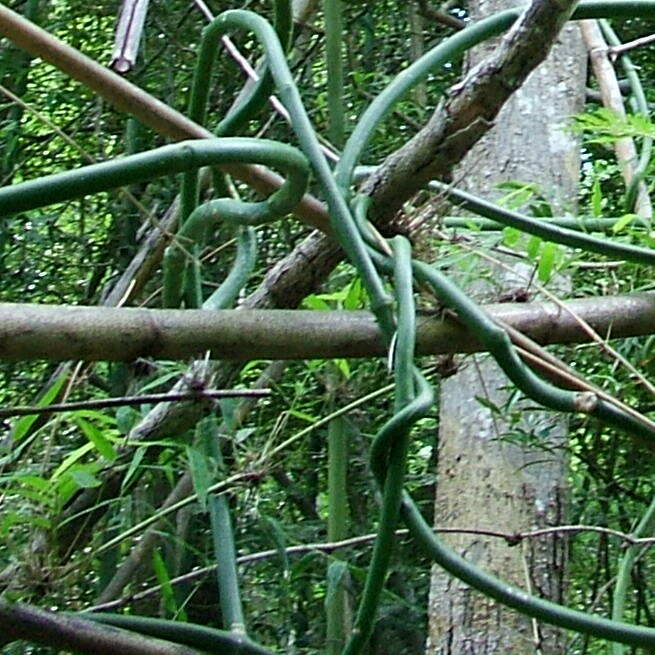 flowering plants from Morondava, Madagascar on January 22, 2006 at 03: ...
