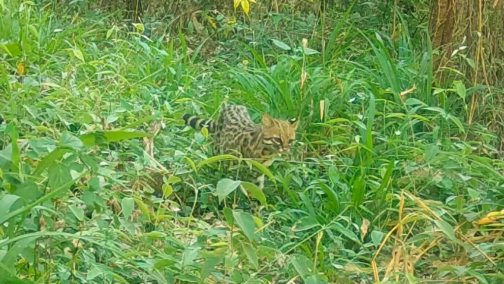 Southern Tigrina in August 2023 by PoloNes. https://youtu.be/l33Ml ...