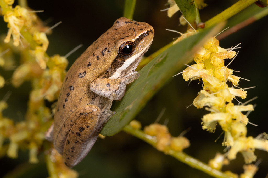 Eastern Dwarf Tree Frog from Kurnell NSW 2231, Australia on August 7 ...