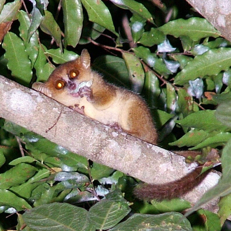 Golden-brown Mouse Lemur in February 2006 by Daniel Austin · iNaturalist