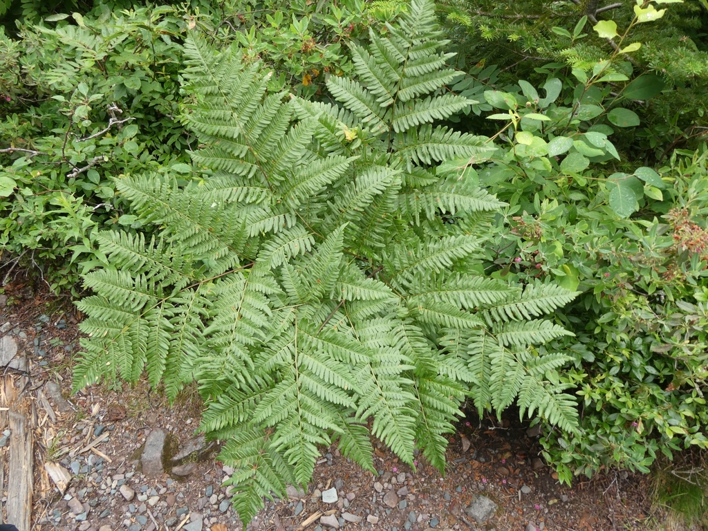 common bracken from St. John's, NL A0A 1J0, Canada on August 1, 2023 at ...