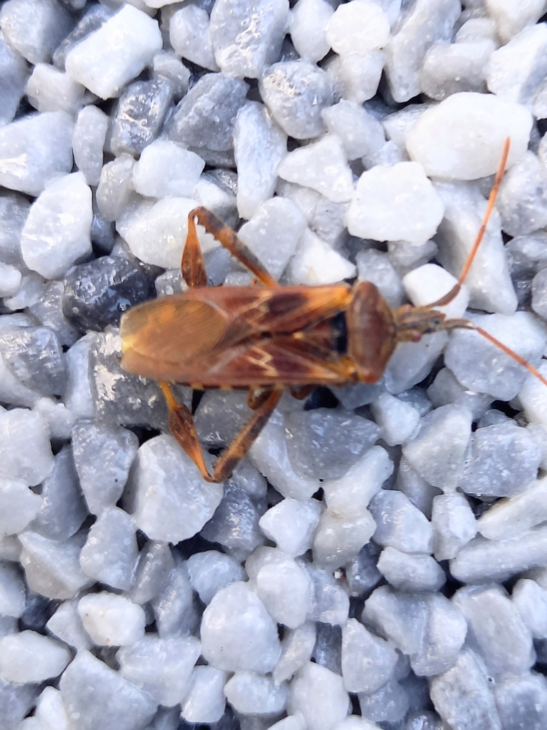 Western Conifer Seed Bug from Rue Froide, 62232 Hinges, France on ...