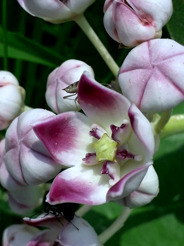 Calotropis acia · iNaturalist