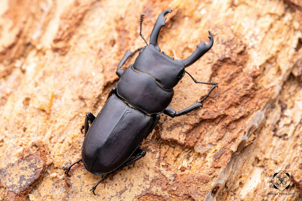 Dorcus from 日本大阪府大阪市都岛区 on July 25, 2023 at 05:36 PM by Winsten ...