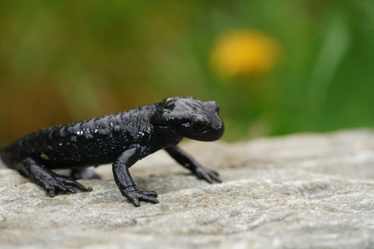 Alpine Salamander from Feldkirchen District, Austria on July 26, 2023 ...