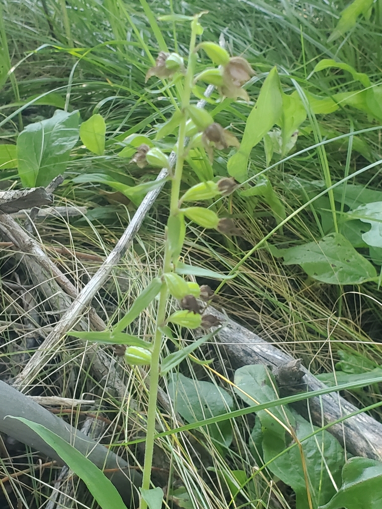 Broad-leafed Helleborine from Boulder, CO 80305, USA on August 7, 2023 ...