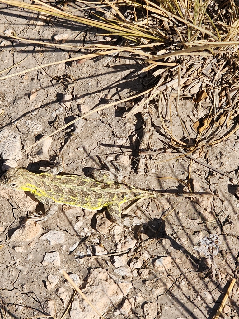 Plateau Earless Lizard in August 2023 by Steven Klingler · iNaturalist