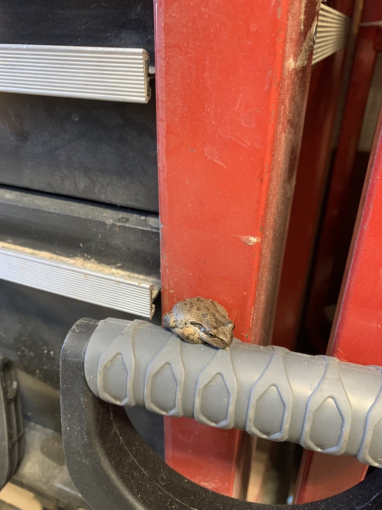 Sierran Tree Frog from Boise National Forest, Idaho City, ID, US on ...