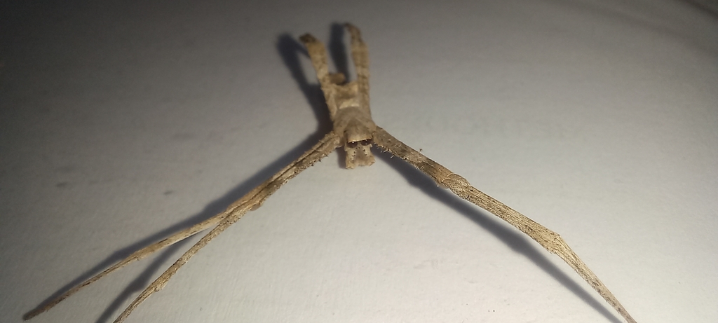 Pantropical Ogre-faced Spiders from Kruger Park, South Africa on August ...