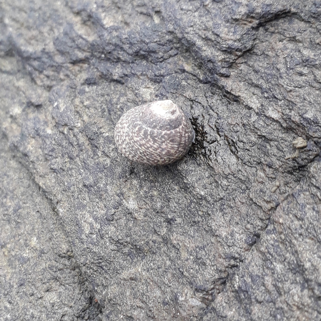 Lined Top Shell from Ireland on 20 March, 2023 at 12:34 PM by Katie ...