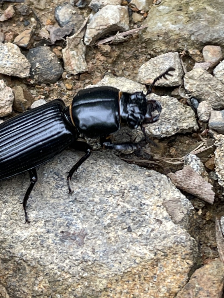 Passalus from Pueblo Rico, Pueblo Rico, Risaralda, CO on August 3, 2023 ...