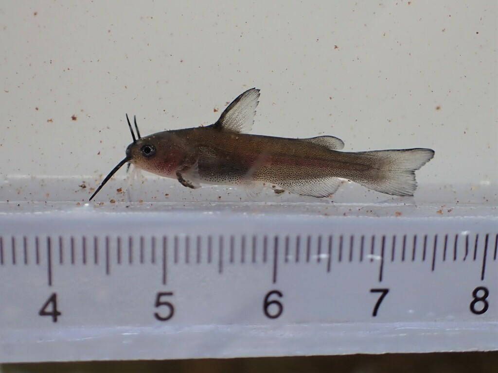 White Catfish from Lochmere Birkhaven, Cary, NC 27518, USA on August 3 ...