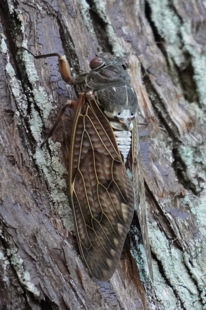 Large Brown Cicada from Naritasan Park, Narita, Chiba, JP on August 7 ...