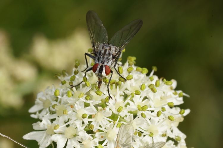 Bot Flies, Blow Flies, and Allies from Feldkirchen District, Austria on ...