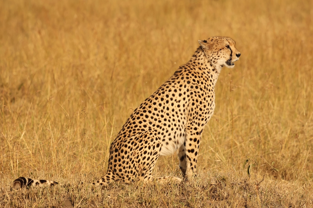 Southern and Eastern African Cheetah in August 2023 by Tiago Guerreiro ...